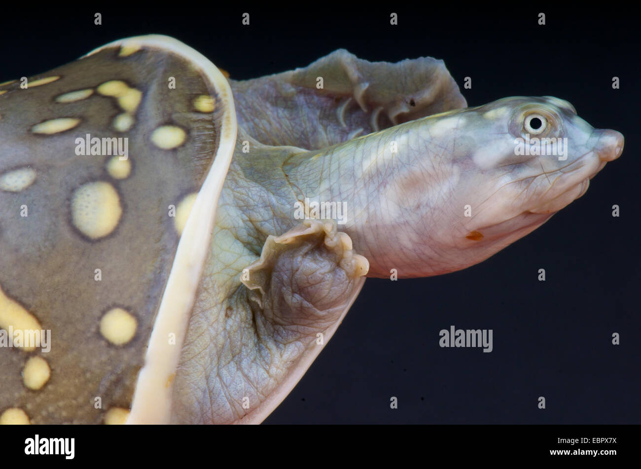 Indian flapshell turtle / Lissemys punctata Stock Photo - Alamy