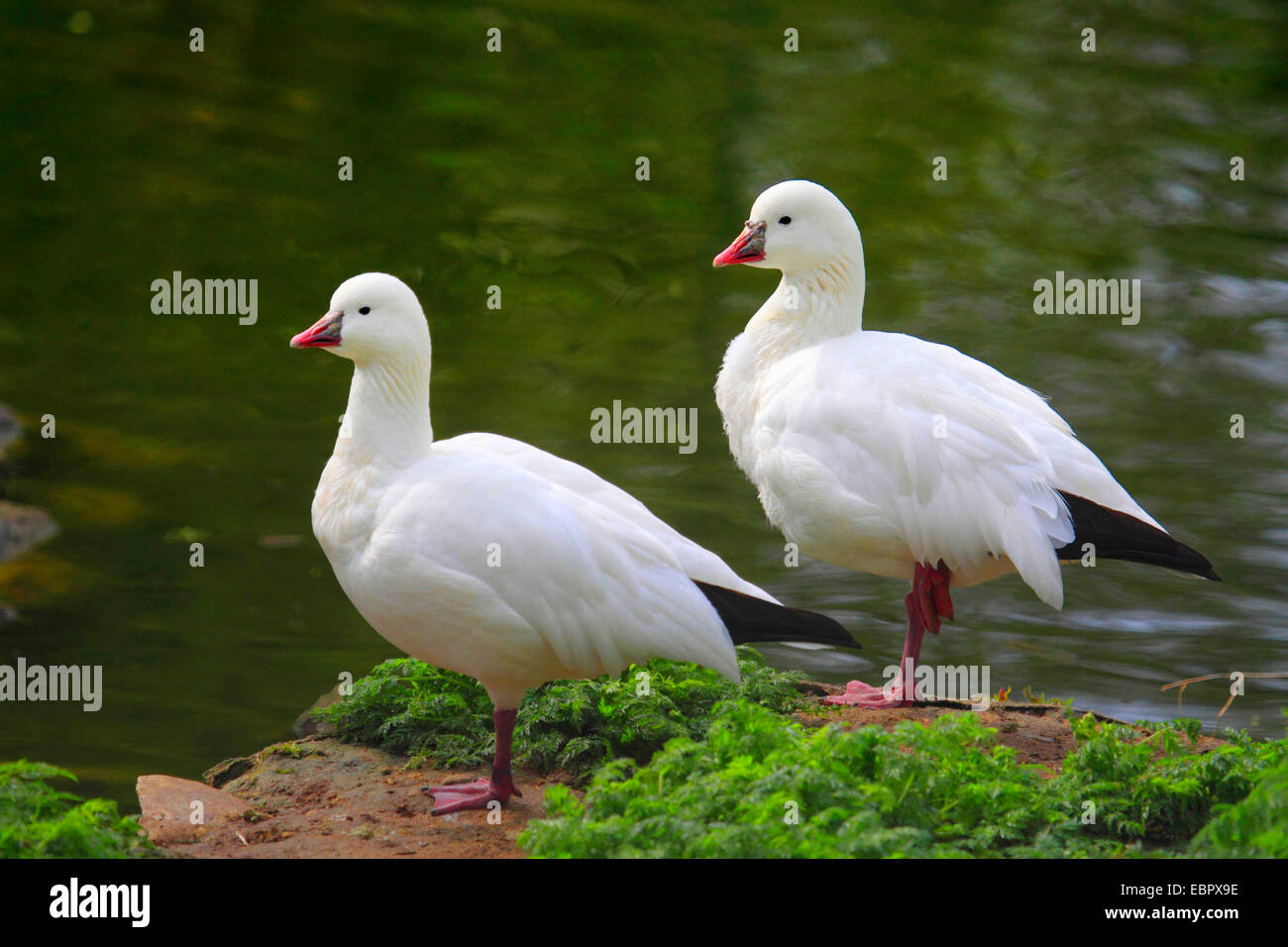 Rosss goose portrait on water hi-res stock photography and images - Alamy