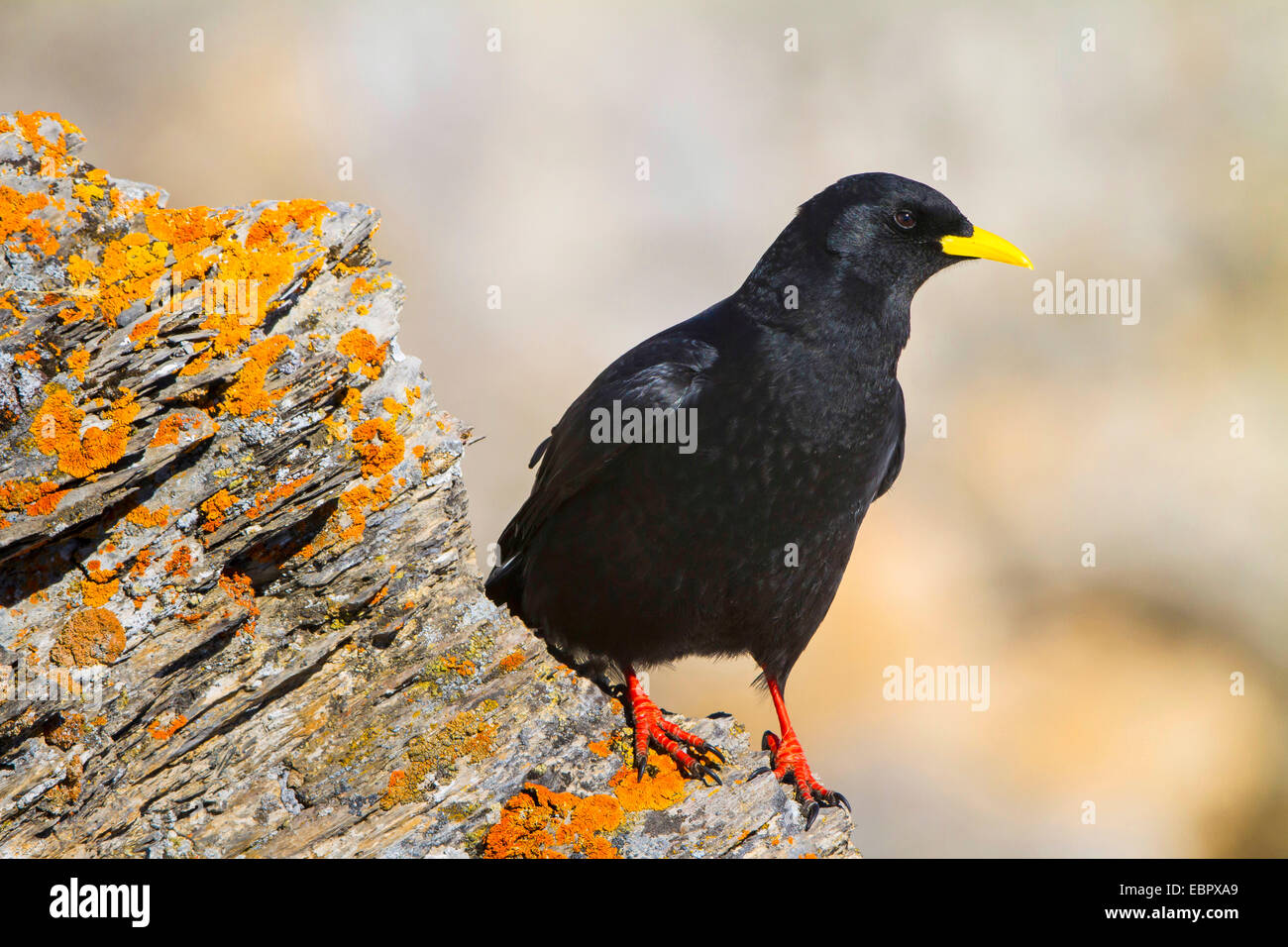 alpine chough (Pyrrhocorax graculus), sitting on a rock covered with ...