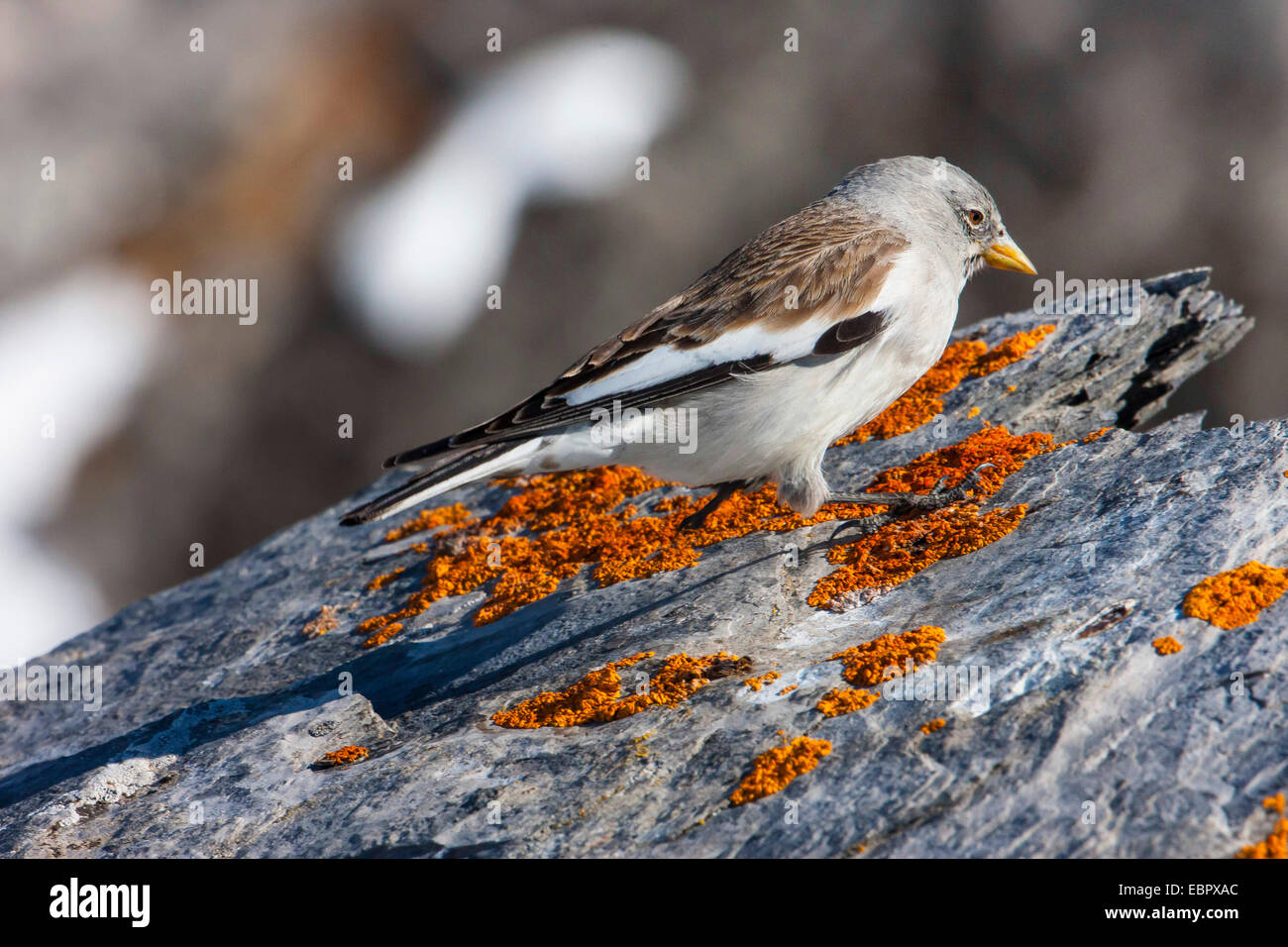 white-winged snow finch (Montifringilla nivalis), sitting on a lichen ...
