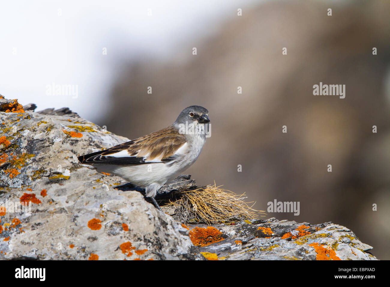 white-winged snow finch (Montifringilla nivalis), sitting on a lichen ...