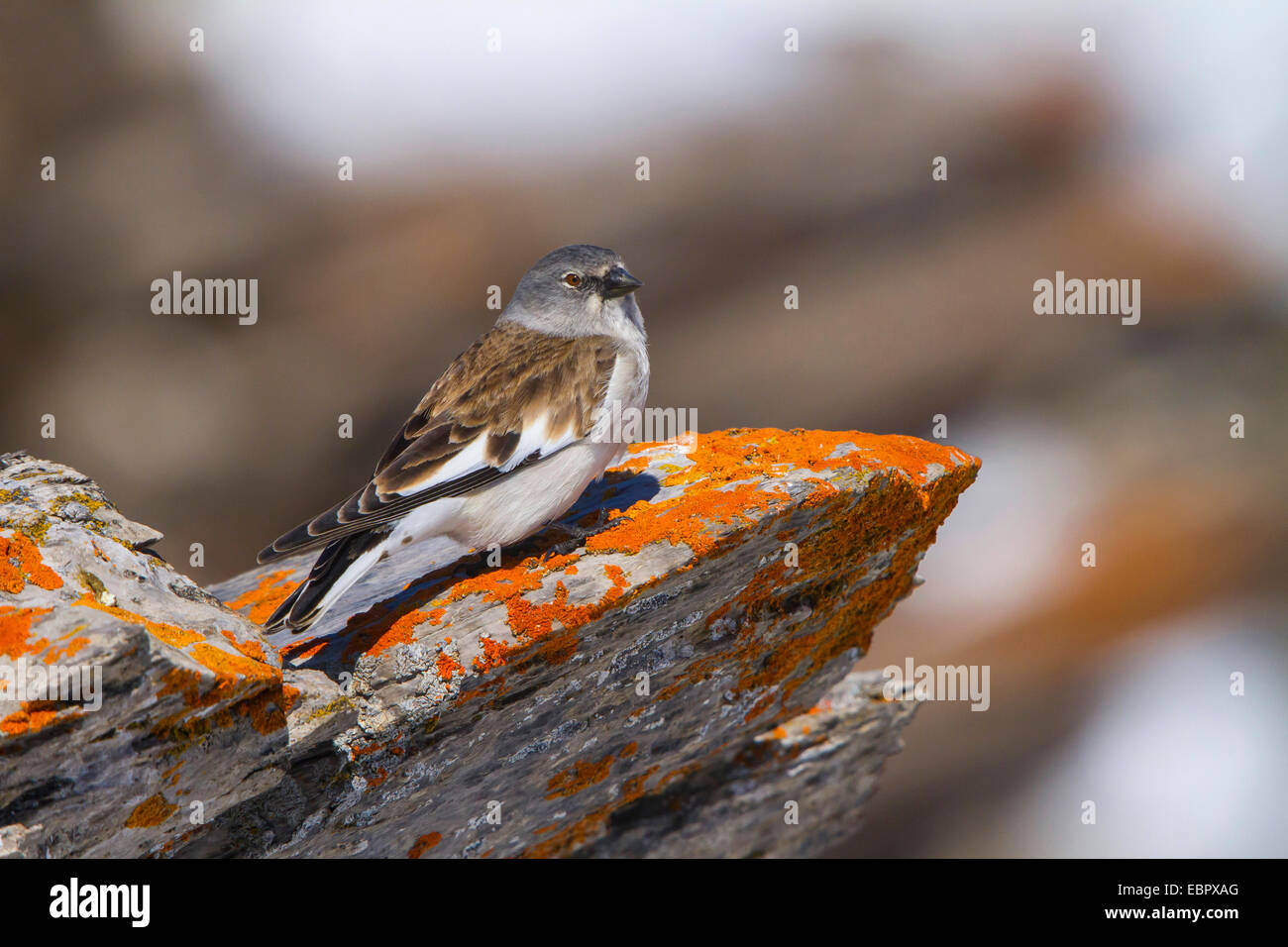 white-winged snow finch (Montifringilla nivalis), sitting on a lichen ...