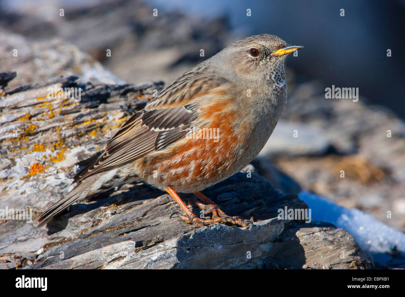 Alpine accentor (Prunella collaris), sitting on a rock, Switzerland ...