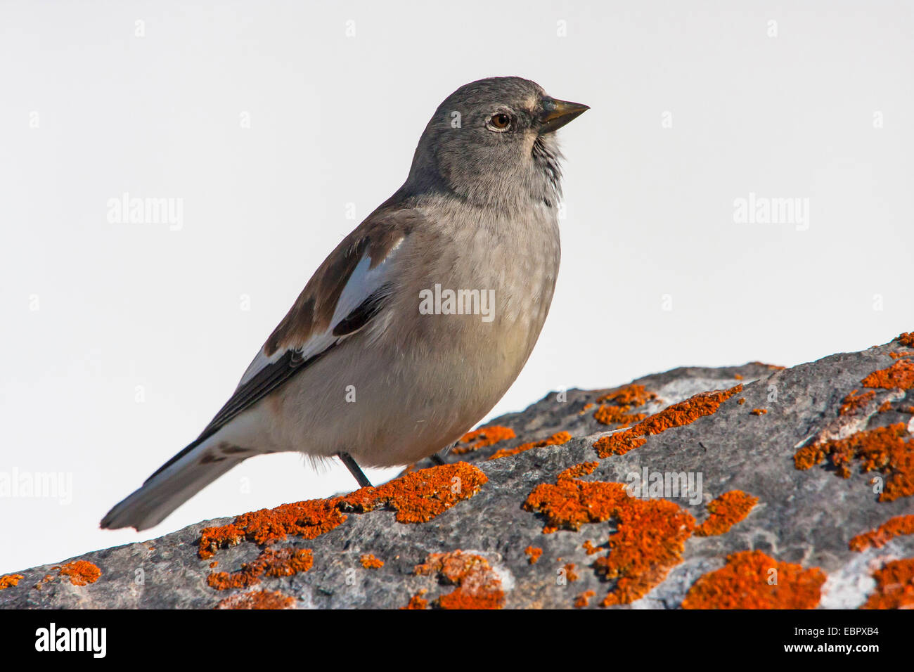 white-winged snow finch (Montifringilla nivalis), sitting on a lichen ...