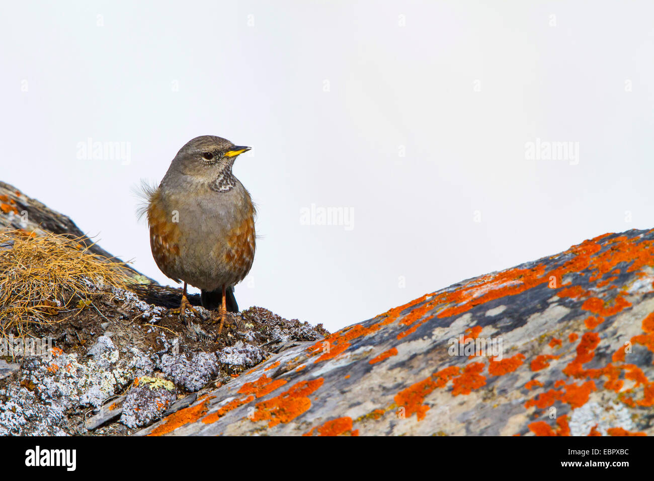 Standing on lichen covered rocks hi-res stock photography and images ...