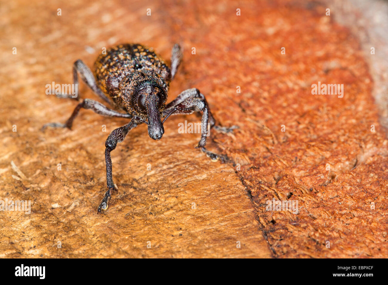 Weevil (Hylobius excavatus, Hylobius piceus), on wood, Germany Stock ...