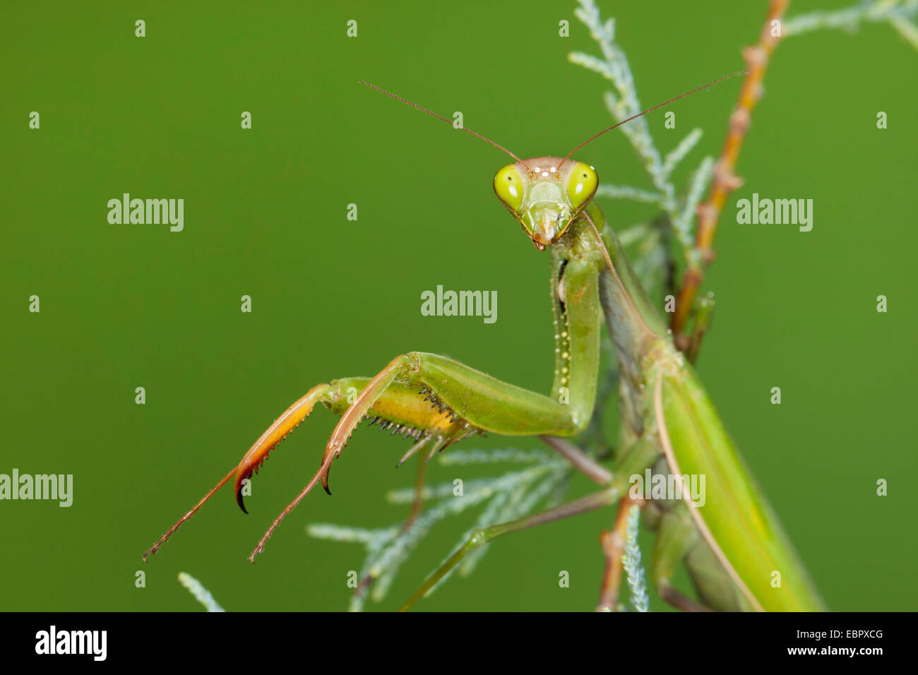 European preying mantis (Mantis religiosa), looking at the camera Stock ...