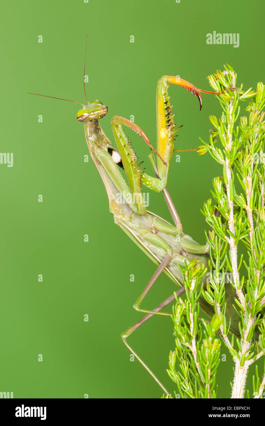 European preying mantis (Mantis religiosa), at a shrub Stock Photo - Alamy
