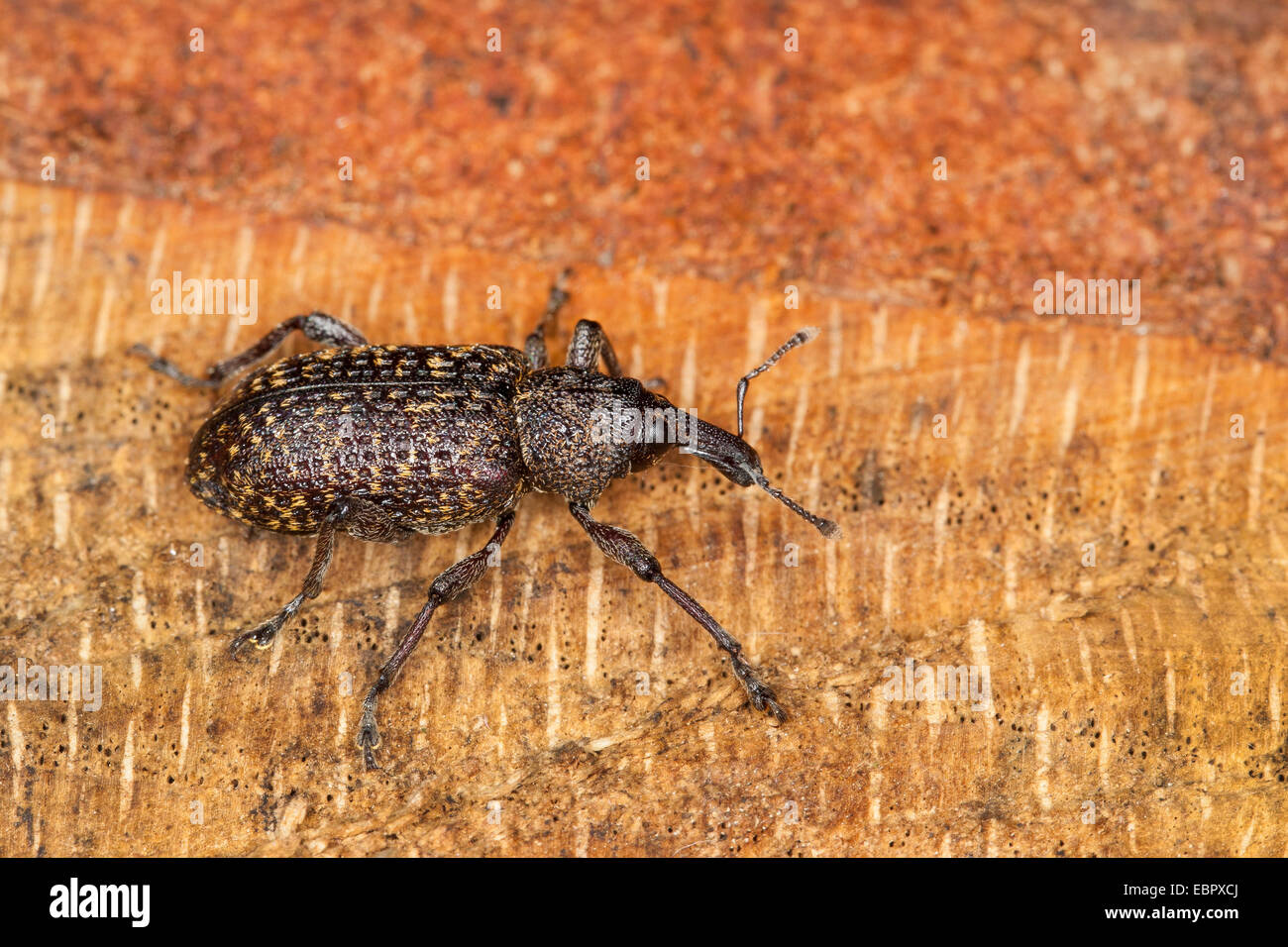 Weevil (Hylobius excavatus, Hylobius piceus), on wood, Germany Stock ...