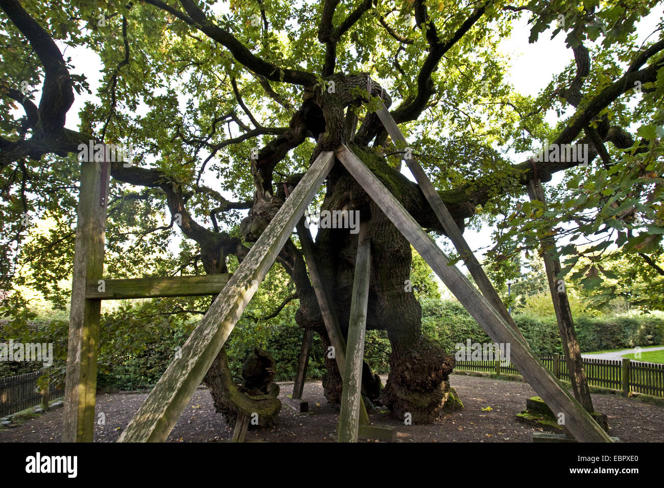 The over 1000 years old Vehm-oak in Erle with timber studs, Germany ...
