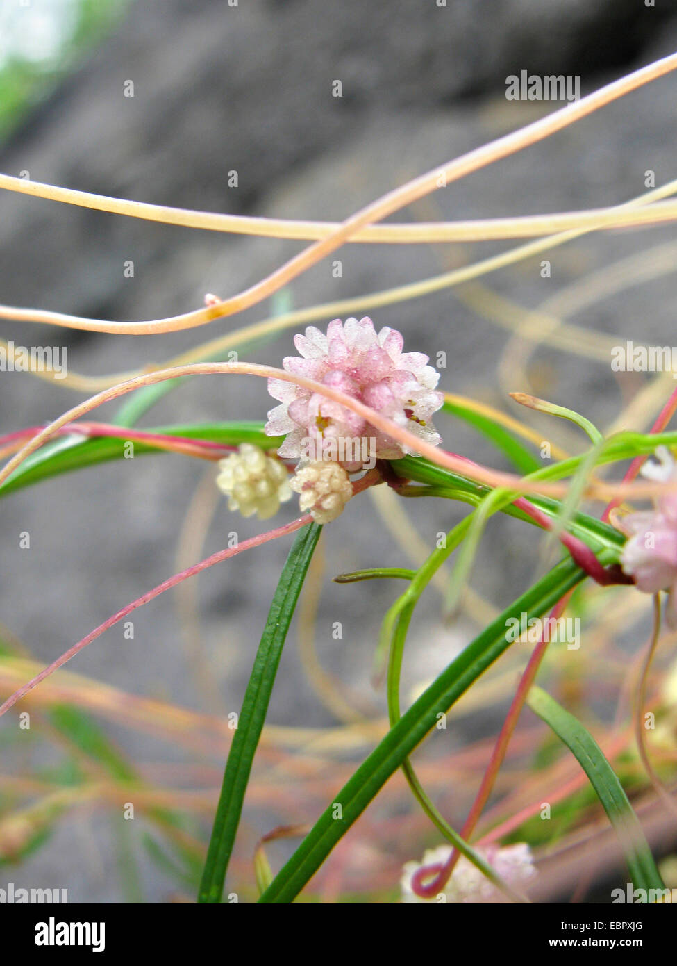 Love vine cuscuta spec hi-res stock photography and images - Alamy