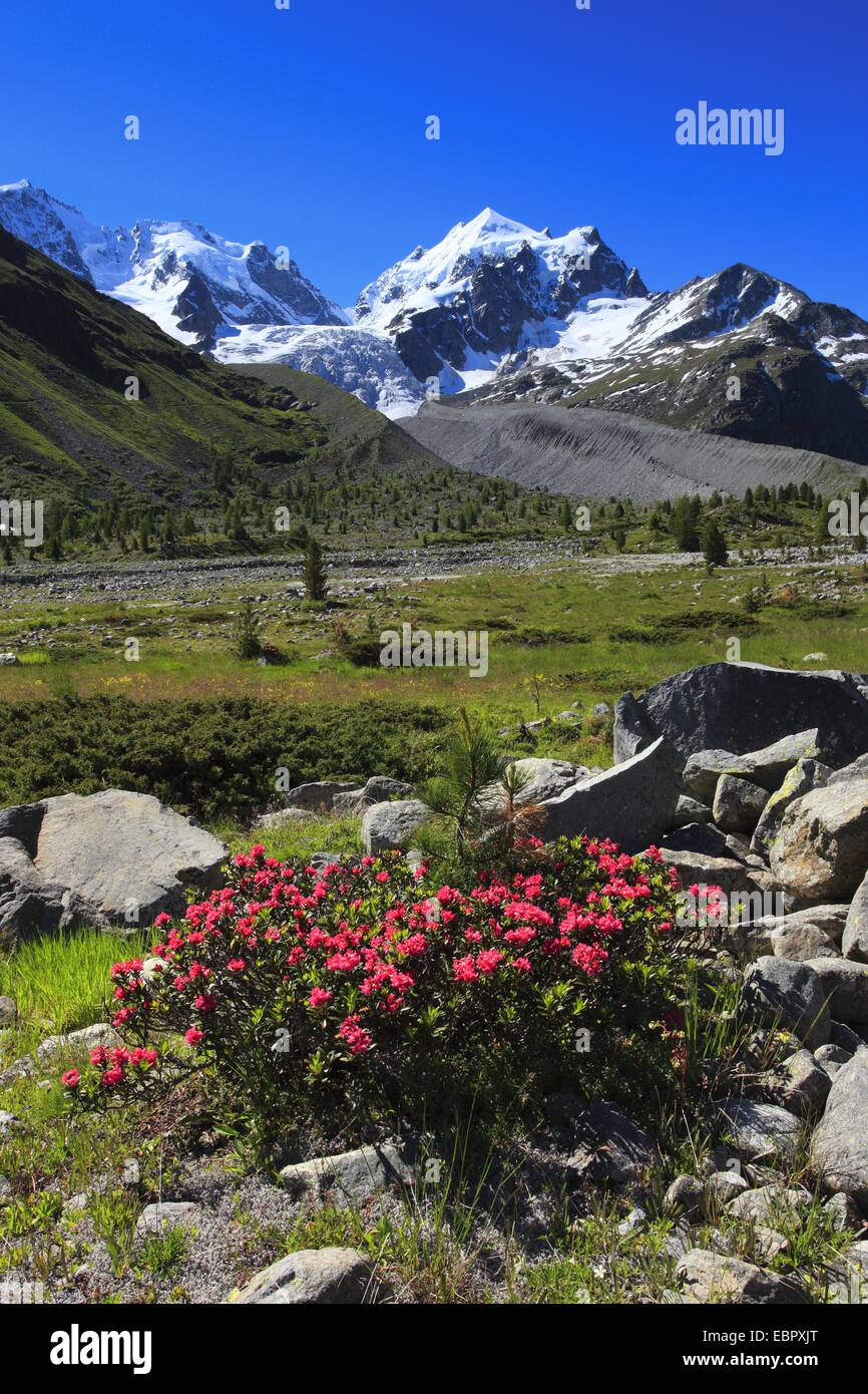 rust-leaved alpine rose (Rhododendron ferrugineum), blooming between ...