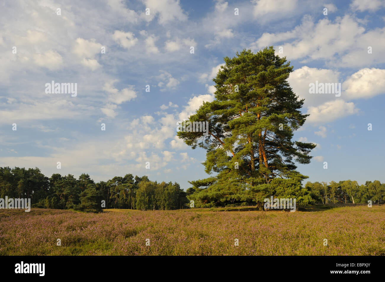 Tree with nature hi-res stock photography and images - Alamy