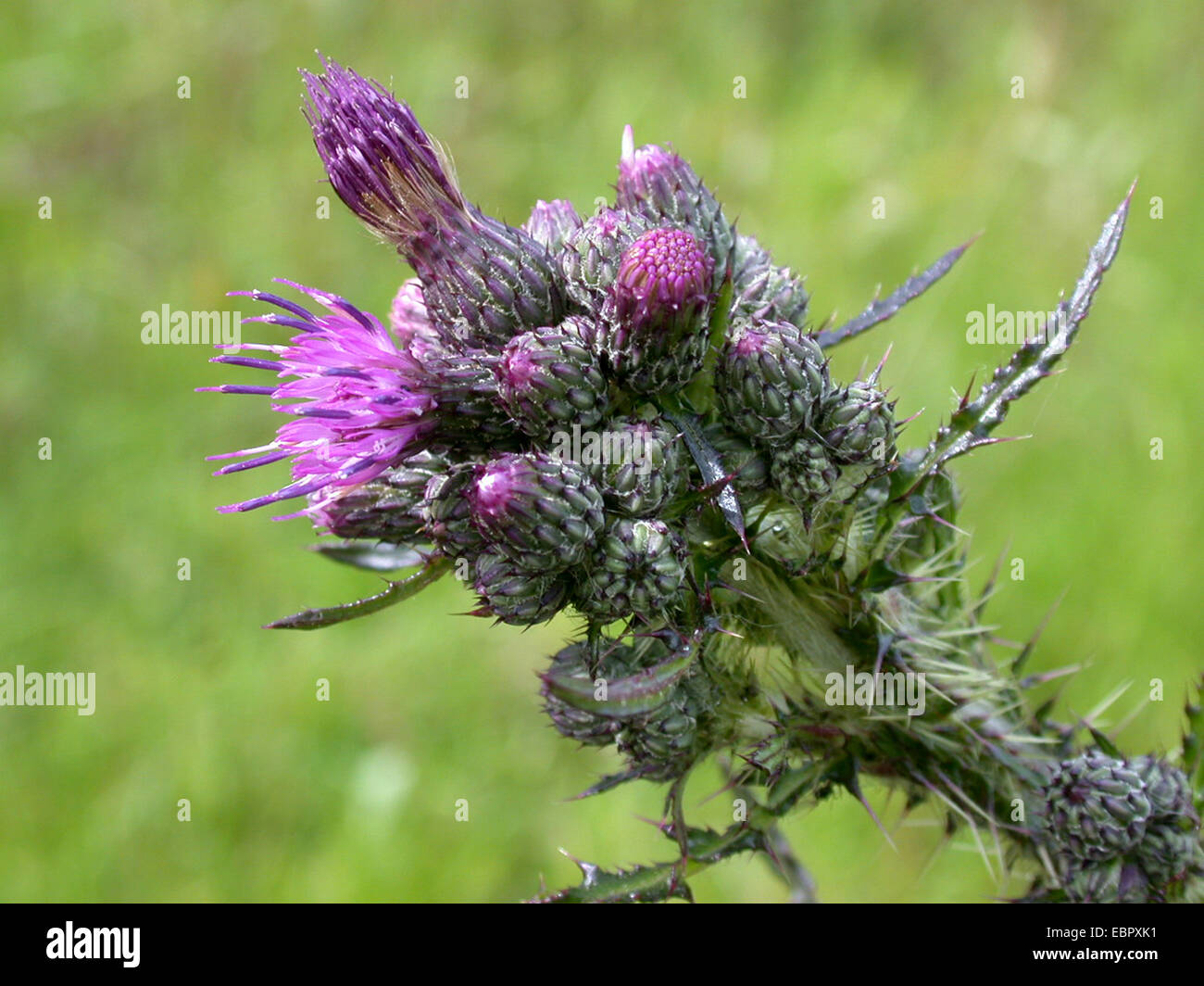 marsh thistle (Cirsium palustre), inflorescence, Germany Stock Photo ...