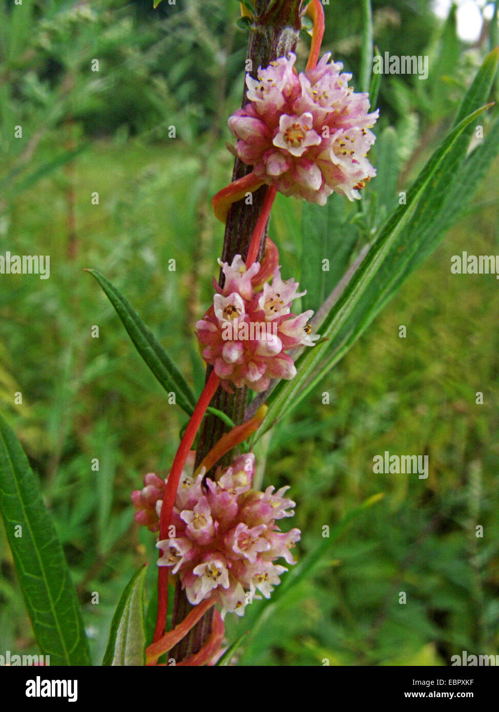 greater dodder (Cuscuta europaea), blooming, Germany Stock Photo - Alamy