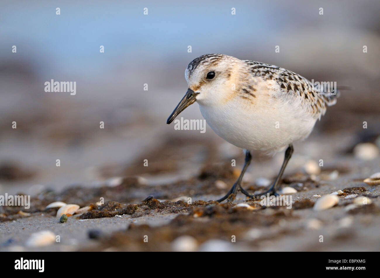 sanderling (Calidris alba), juvenile bird at the beach of the Baltic ...