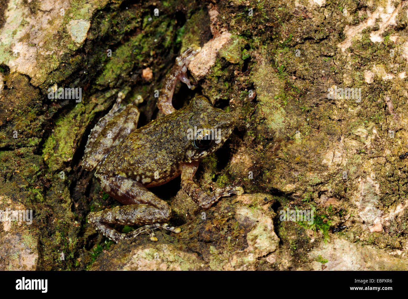 Shrub frog (Pseudophilautus spec.), sitting on a tree trunk well ...