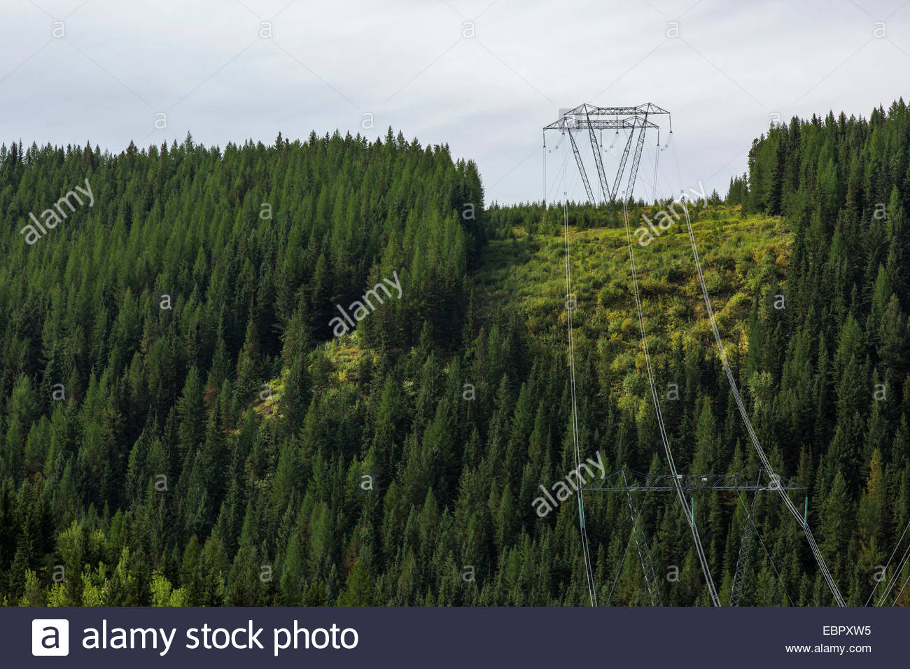 Spanning tree hi-res stock photography and images - Alamy
