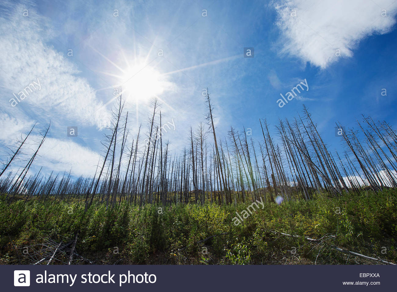 Dead trees low angle view hi-res stock photography and images - Alamy