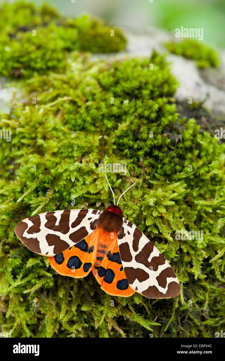 Garden tiger moth hi-res stock photography and images - Alamy