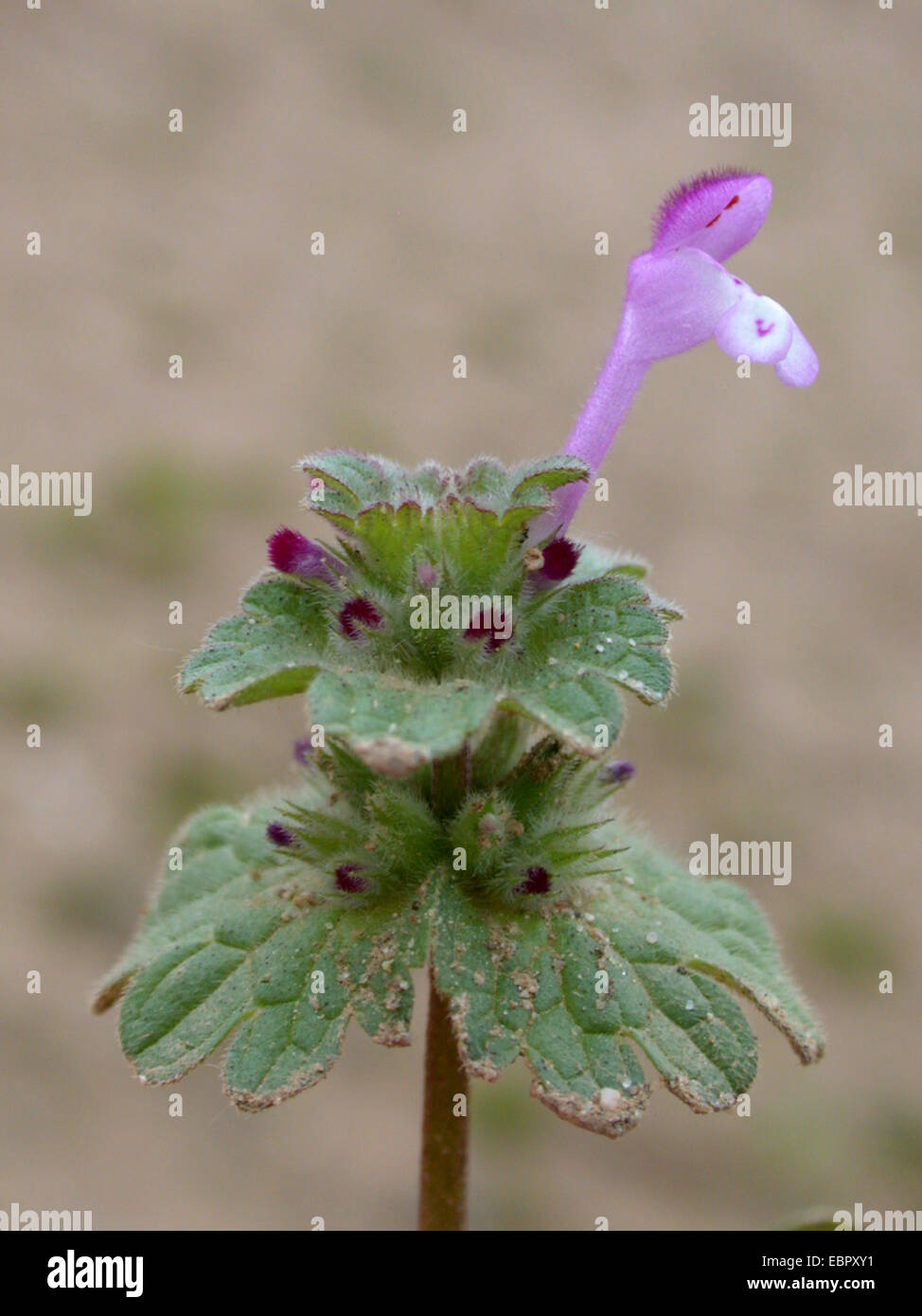 henbit dead-nettle, common deadnettle (Lamium amplexicaule), blooming ...