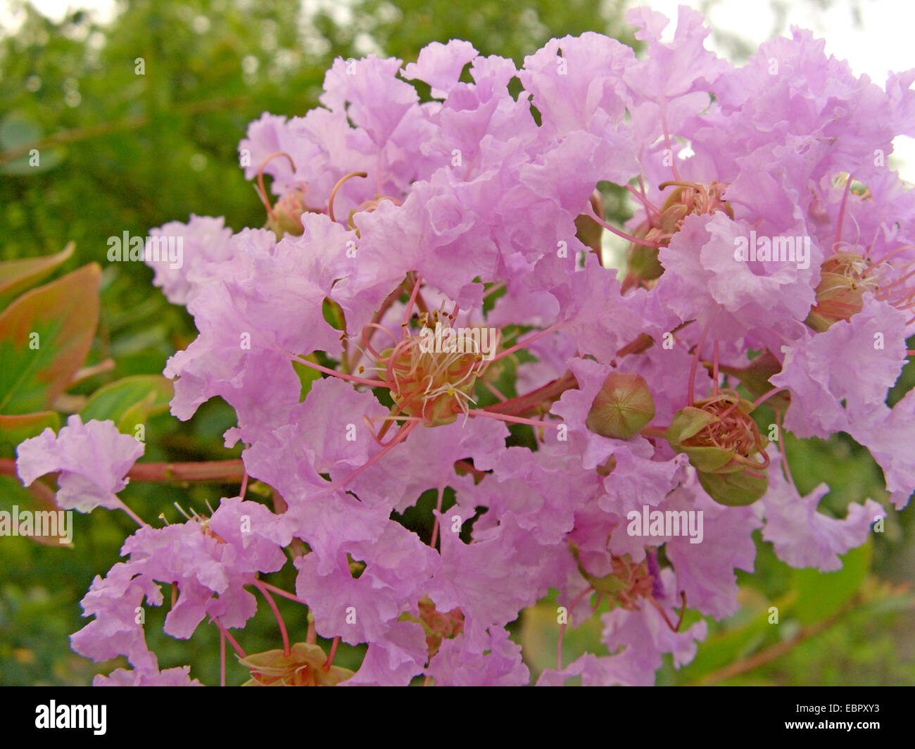 Lagerstroemia hi-res stock photography and images - Alamy