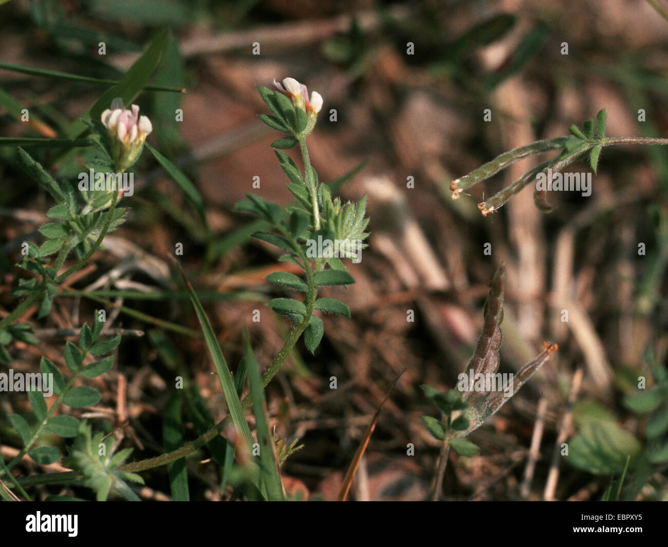 bird's-foot (Ornithopus perpusillus), with flowers and fruits, Germany ...