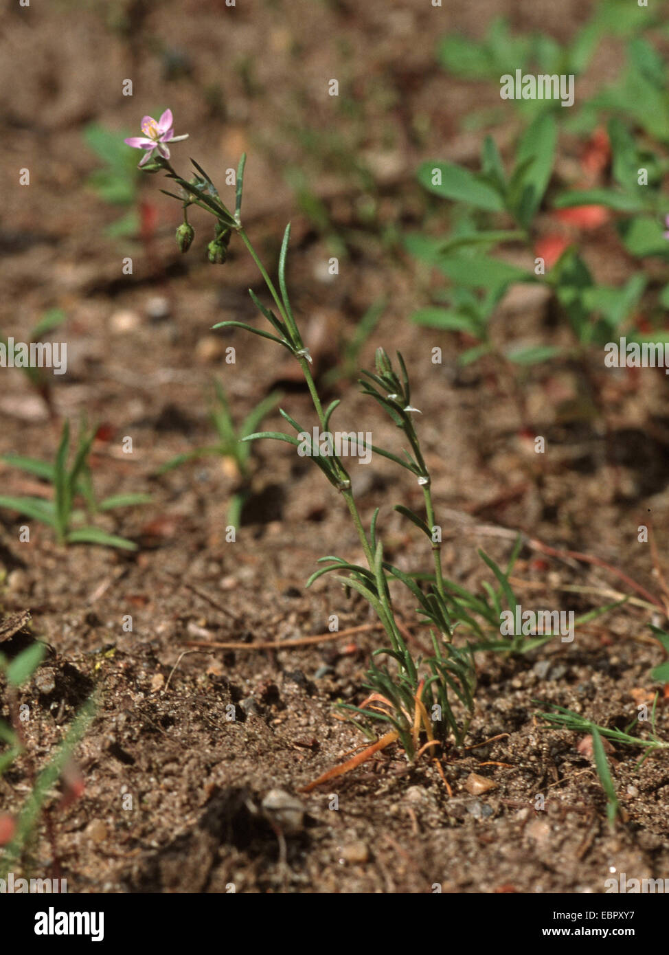 red sandspurry, sand spurrey, purple sandspurry (Spergularia rubra ...