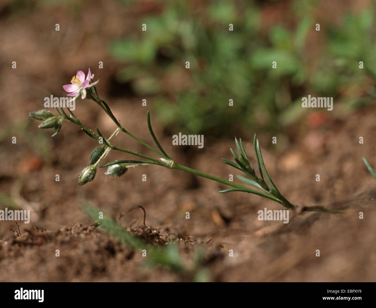 red sandspurry, sand spurrey, purple sandspurry (Spergularia rubra ...