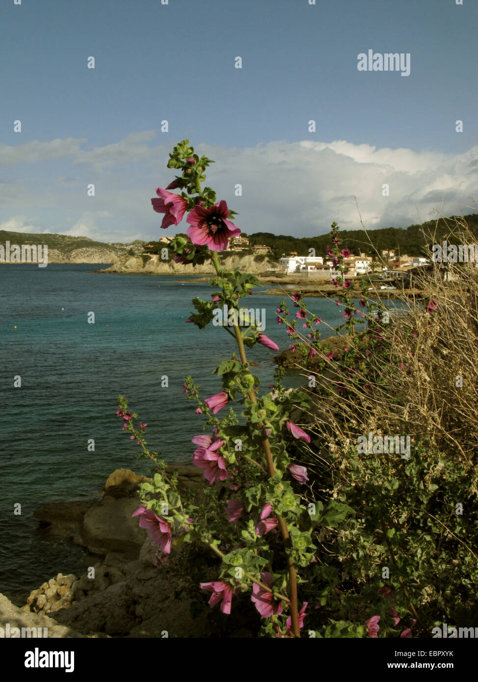 Tree mallow hi-res stock photography and images - Alamy