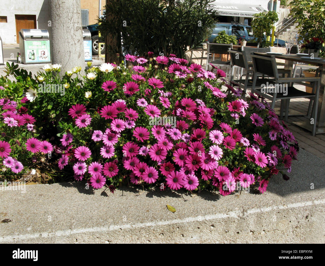 African Daisy, Lavender African Daisy, Norlindh freeway daisy ...