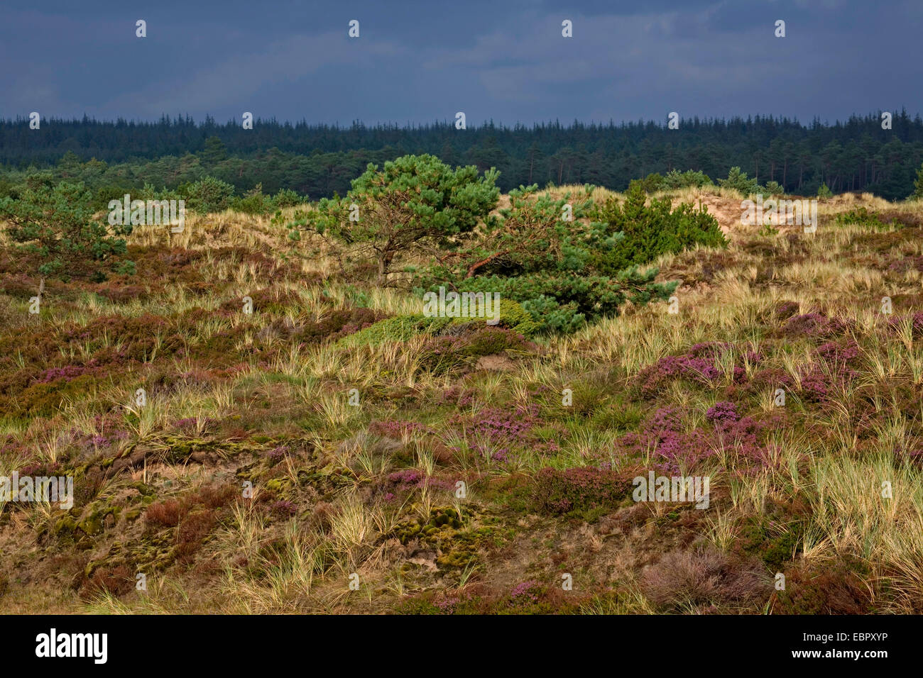 Heath landscape hi-res stock photography and images - Alamy