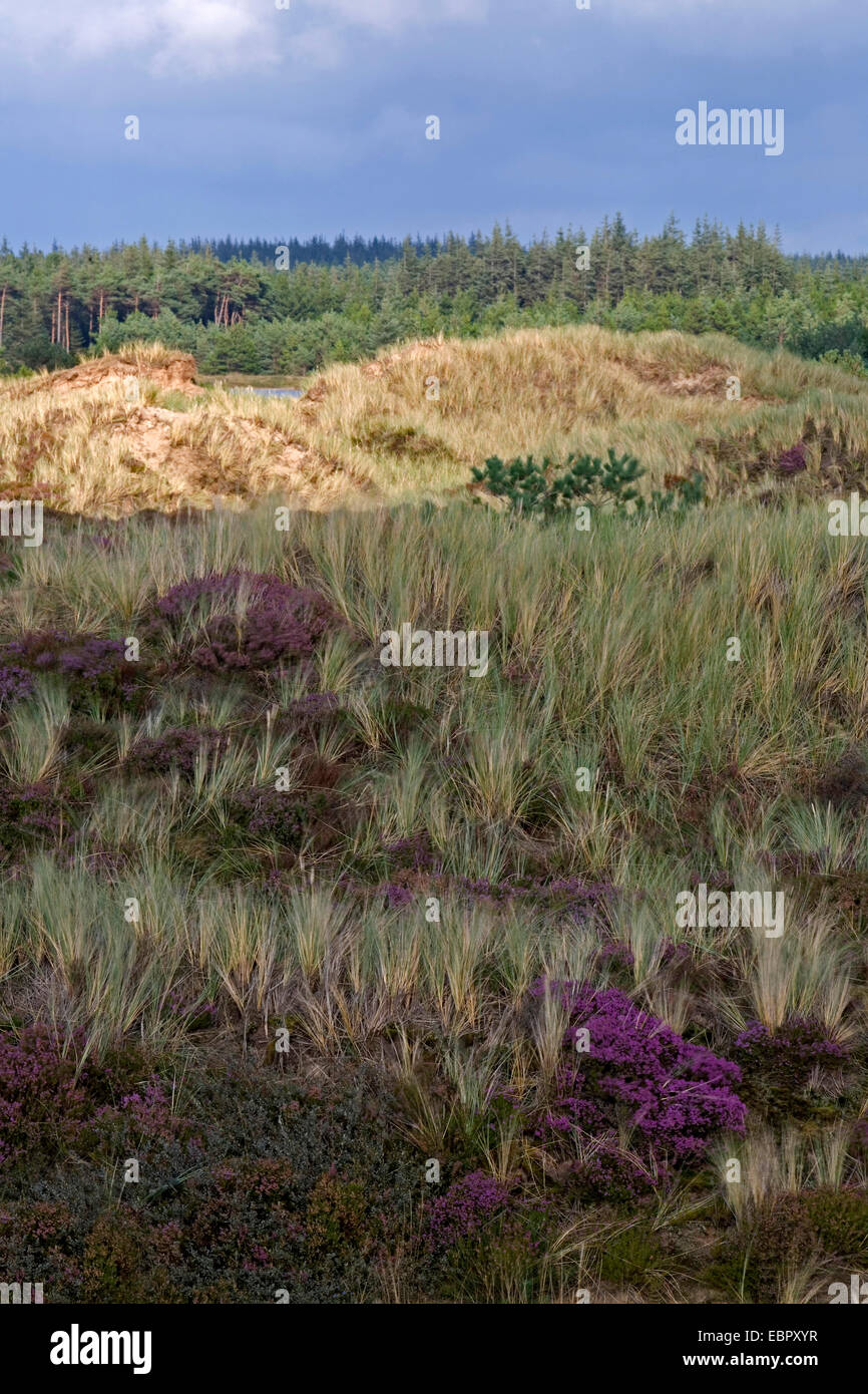 Calluna vulgaris heath hi-res stock photography and images - Alamy