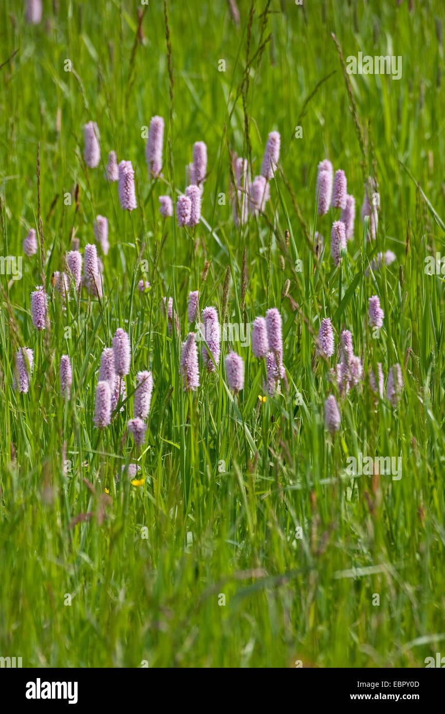 Common bistort, Meadow bistort (Polygonum bistorta, Bistorta ...