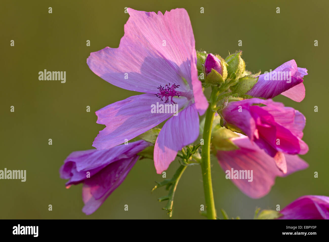 Musk cheeseweed malva moschata hi-res stock photography and images - Alamy
