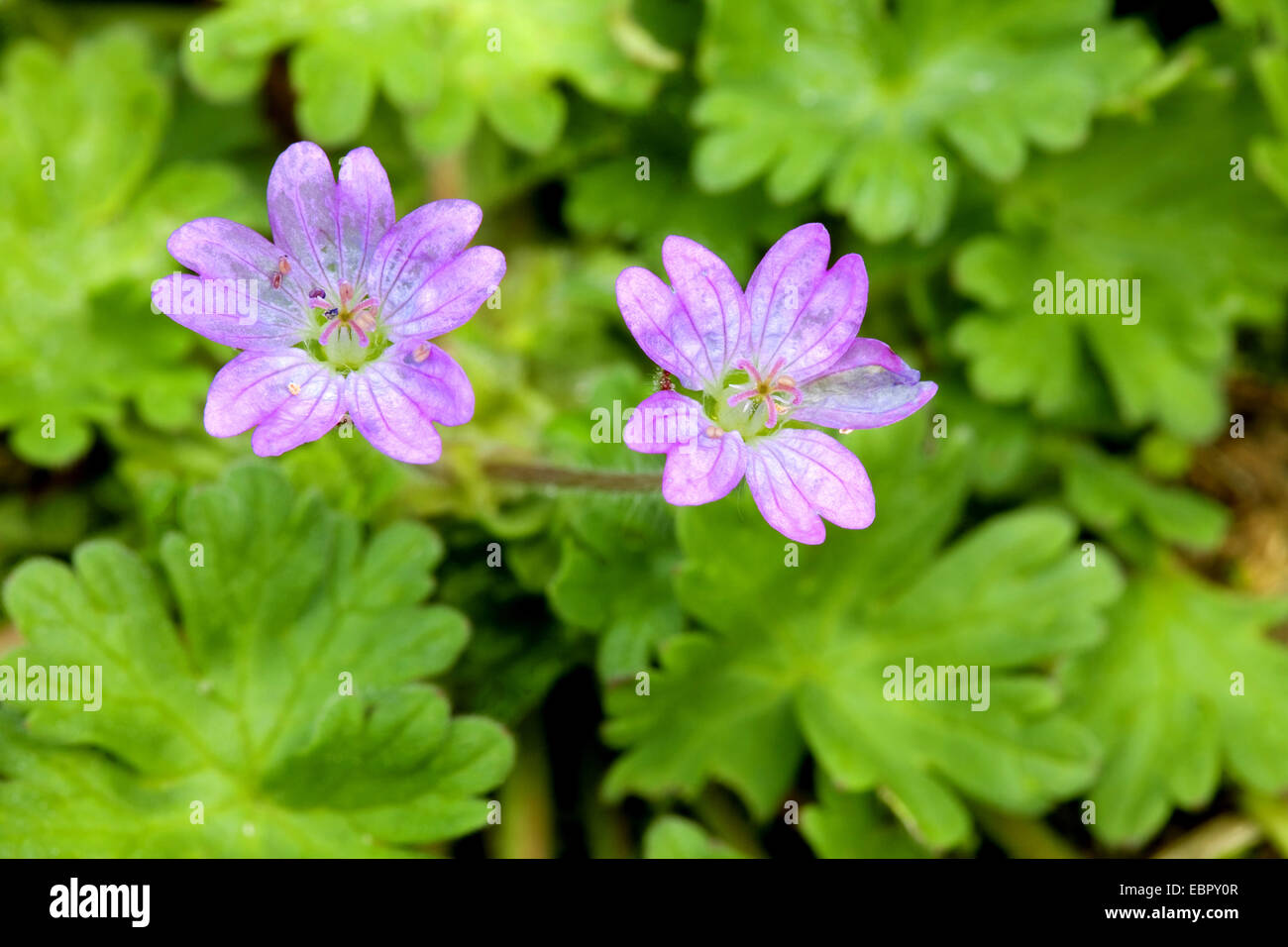 dove's-foot cranesbill (Geranium molle), blooming, Denmark, Jylland ...