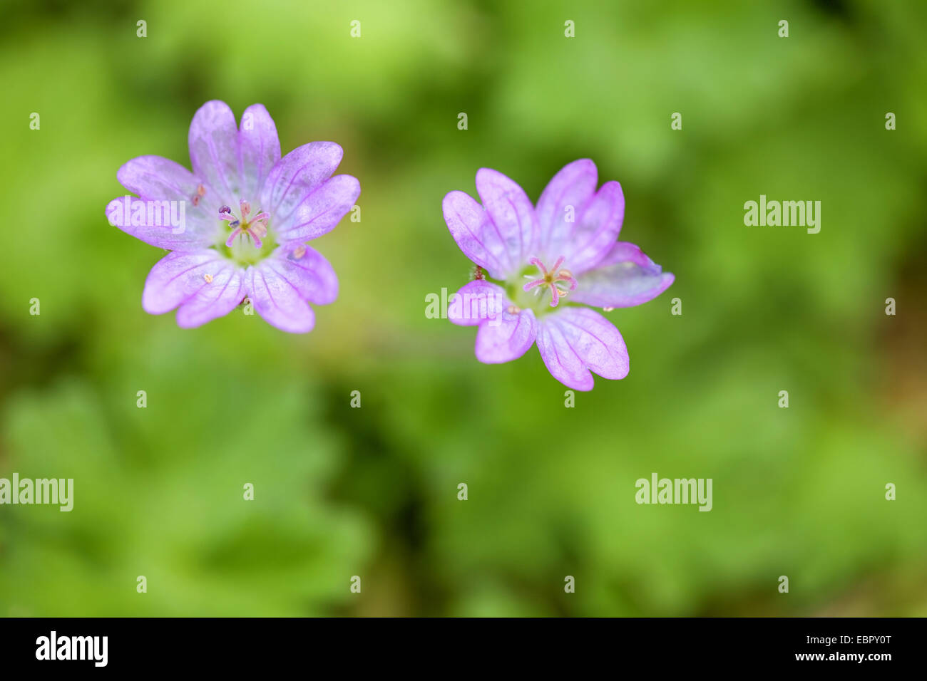 dove's-foot cranesbill (Geranium molle), blooming, Denmark, Jylland ...