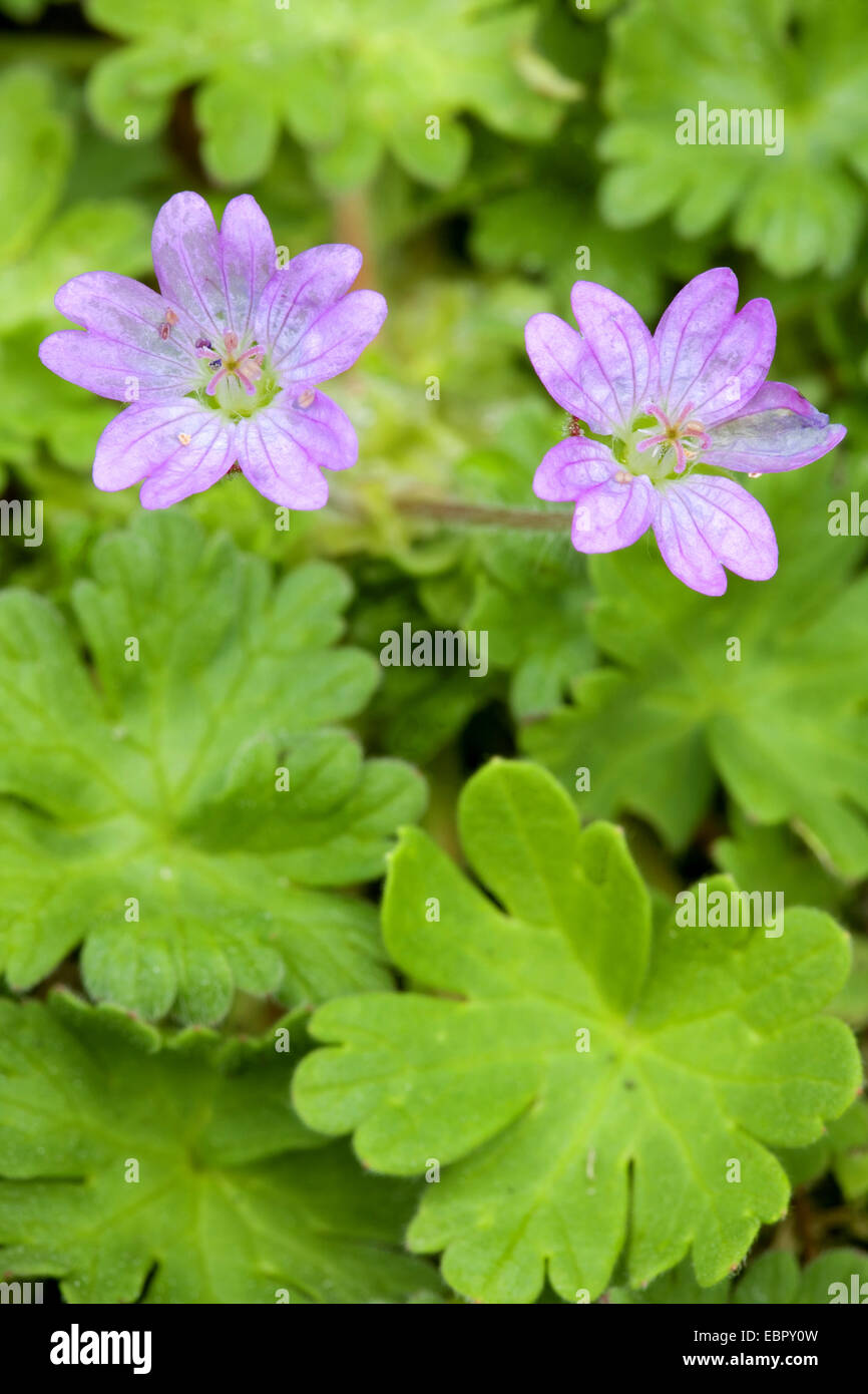 dove's-foot cranesbill (Geranium molle), blooming, Denmark, Jylland ...