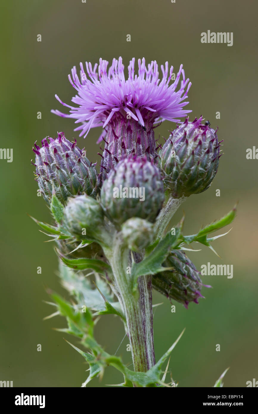 Canadian thistle hi-res stock photography and images - Alamy