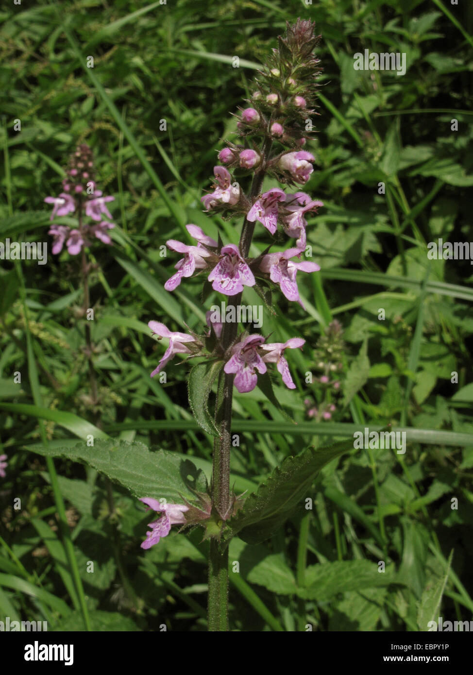 Hedge nettle hi-res stock photography and images - Alamy