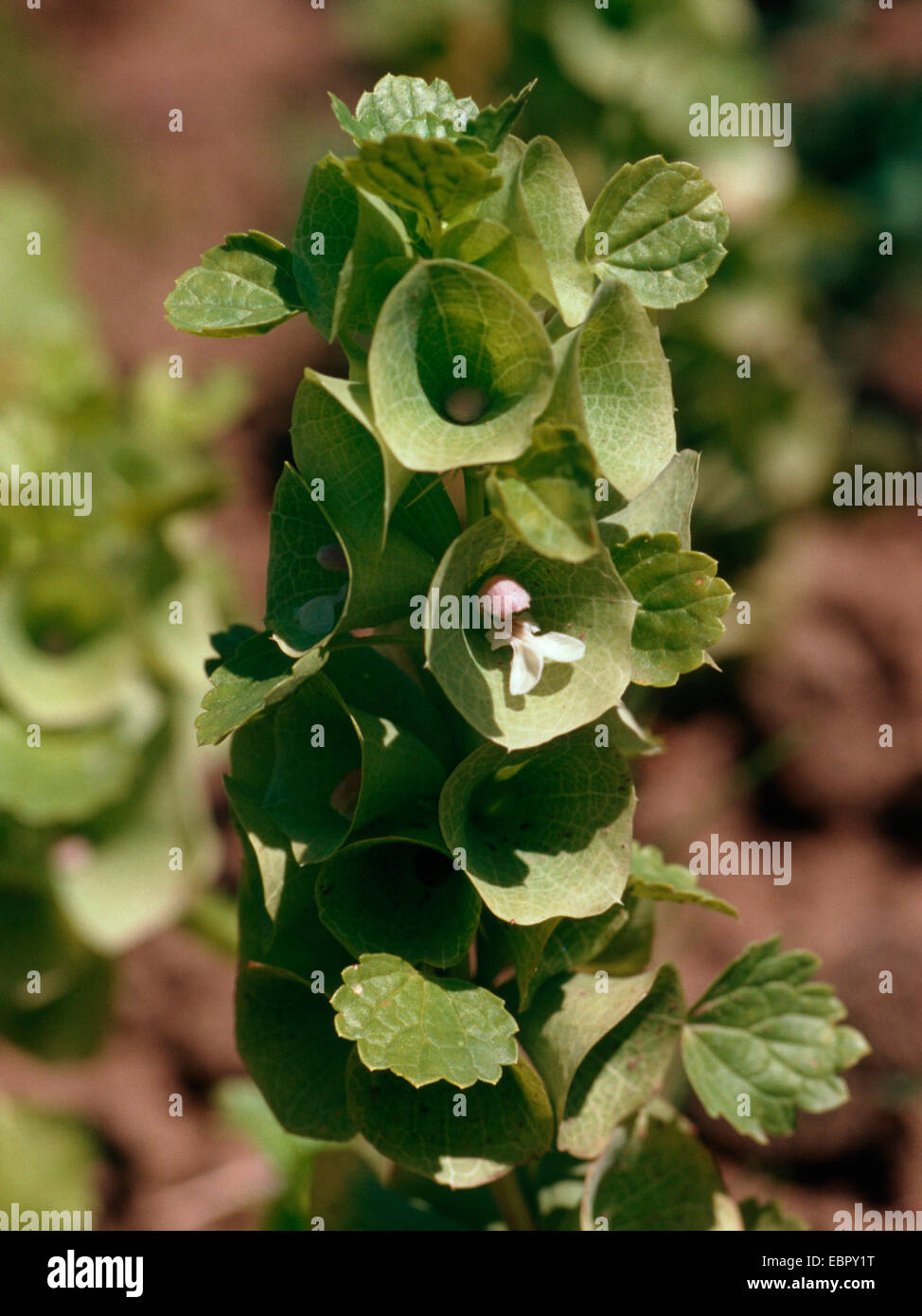 Moluccella laevis hi-res stock photography and images - Alamy