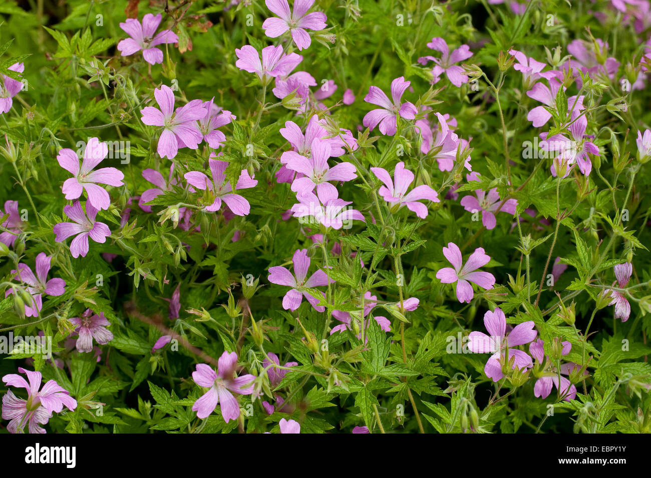 French Cranesbill (Geranium endressii), blooming Stock Photo - Alamy