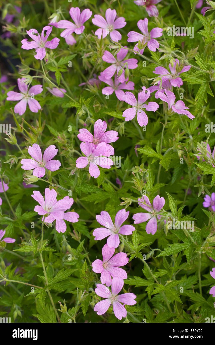 French Cranesbill (Geranium endressii), blooming Stock Photo - Alamy