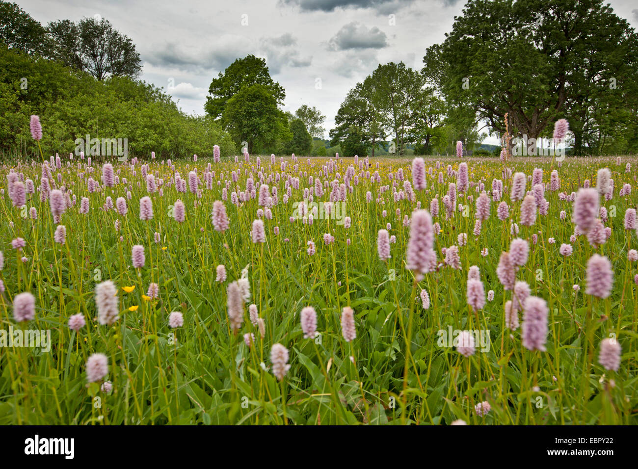 Bistorta bistorta officinalis hi-res stock photography and images - Alamy