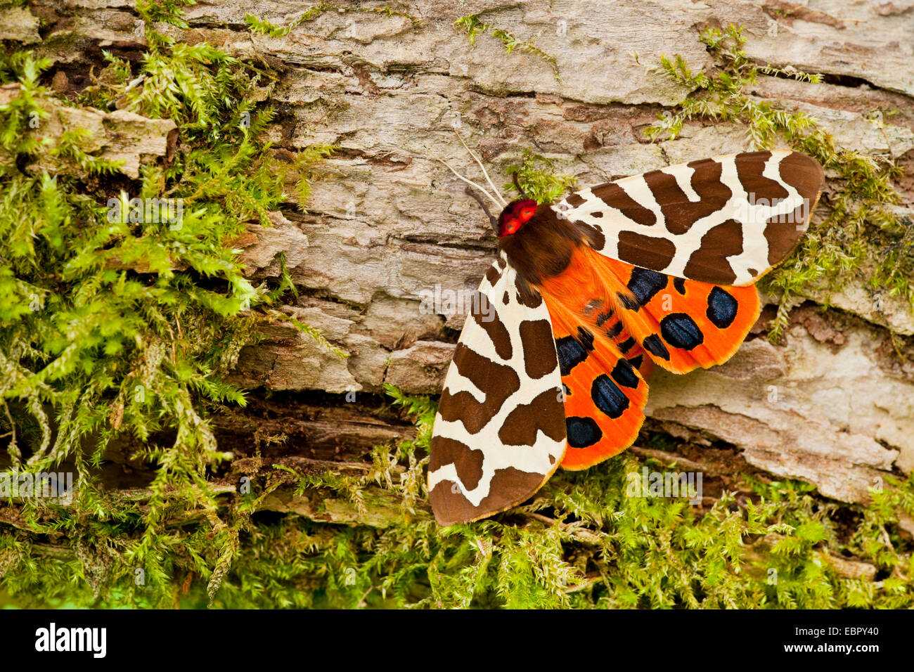 Garden tiger moth hi-res stock photography and images - Alamy