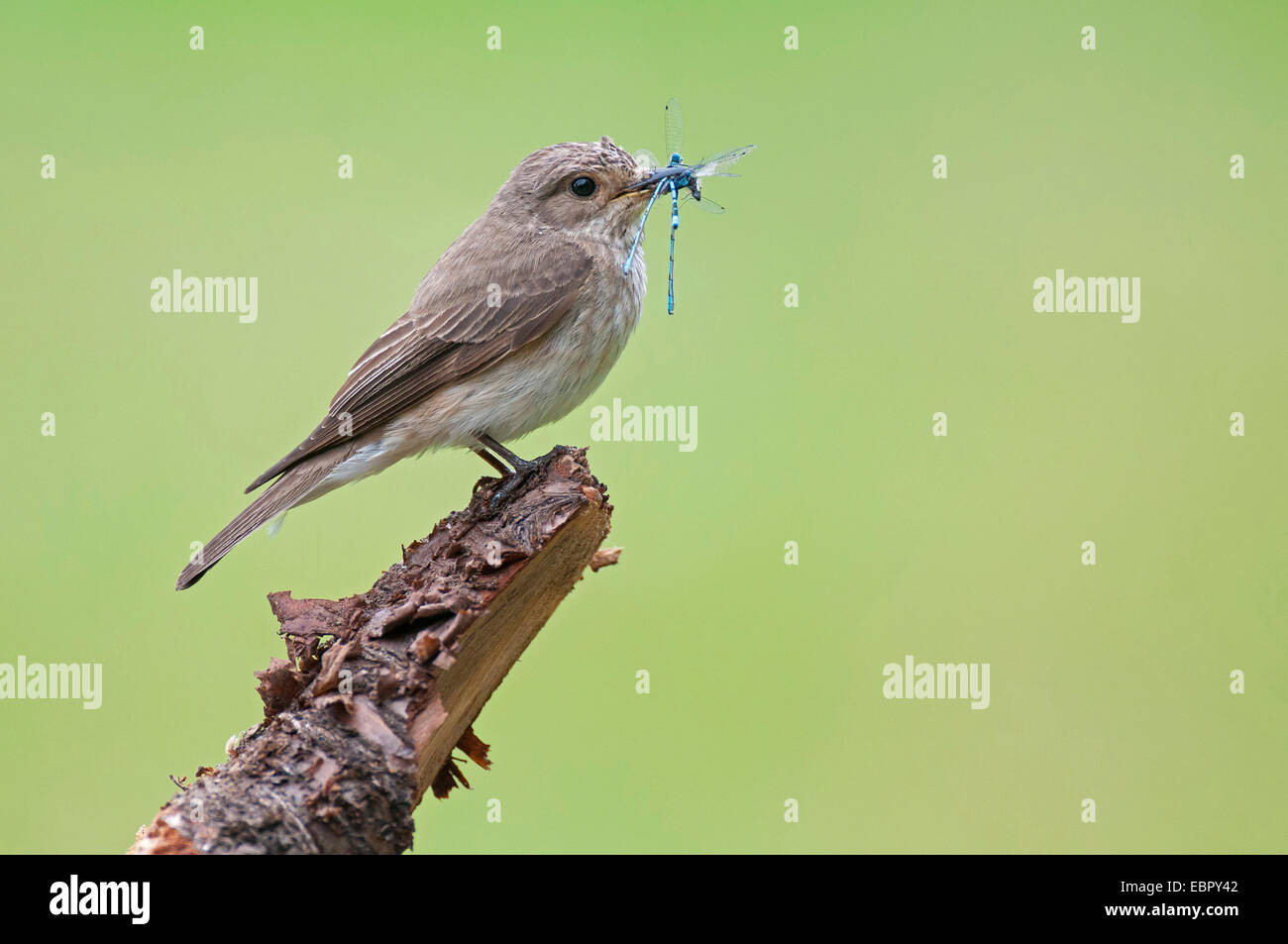 spotted flycatcher (Muscicapa striata), with prey in the bill, Germany ...