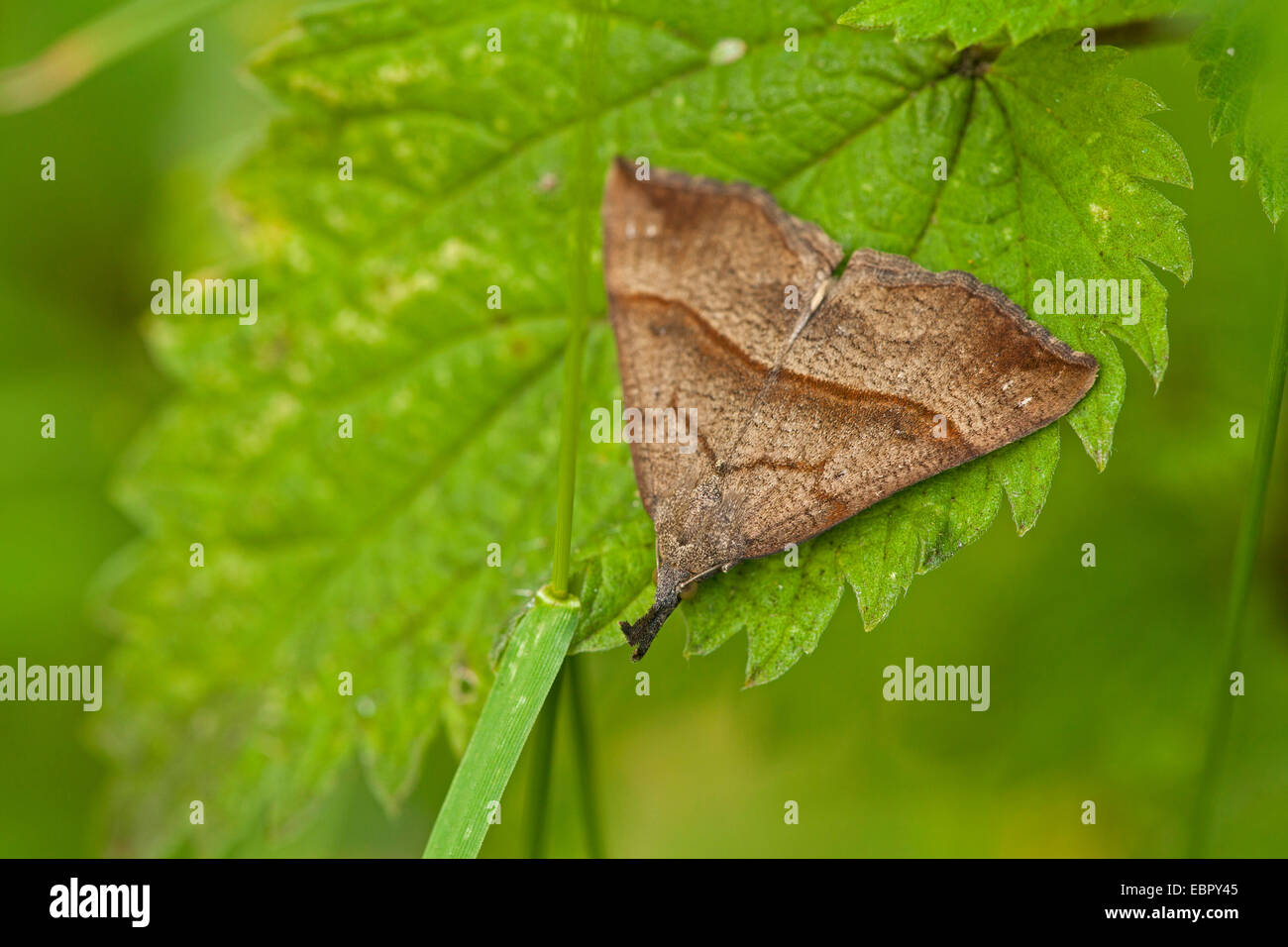 common snout (Hypena proboscidalis), sitting on a leaf, Germany ...