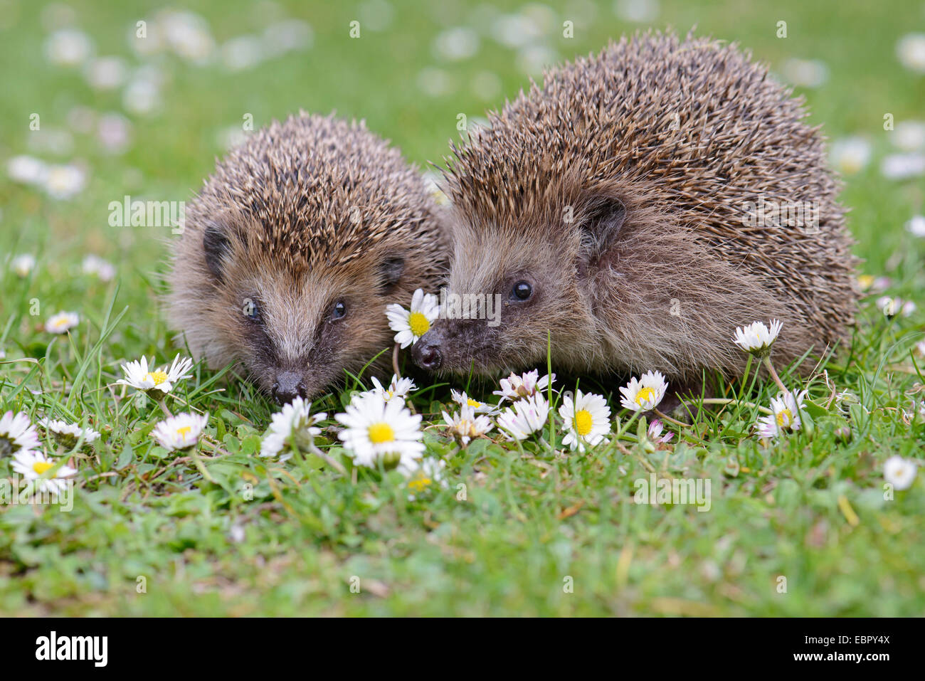 Western hedgehog, European hedgehog (Erinaceus europaeus), couple in a flower meadow with ...