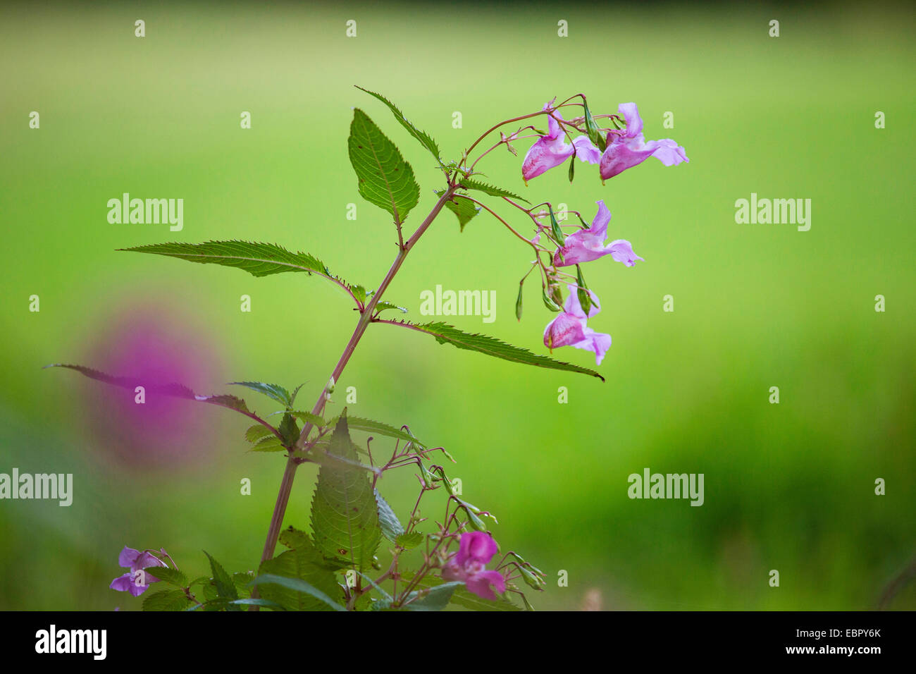Jewelweed stem hi-res stock photography and images - Alamy