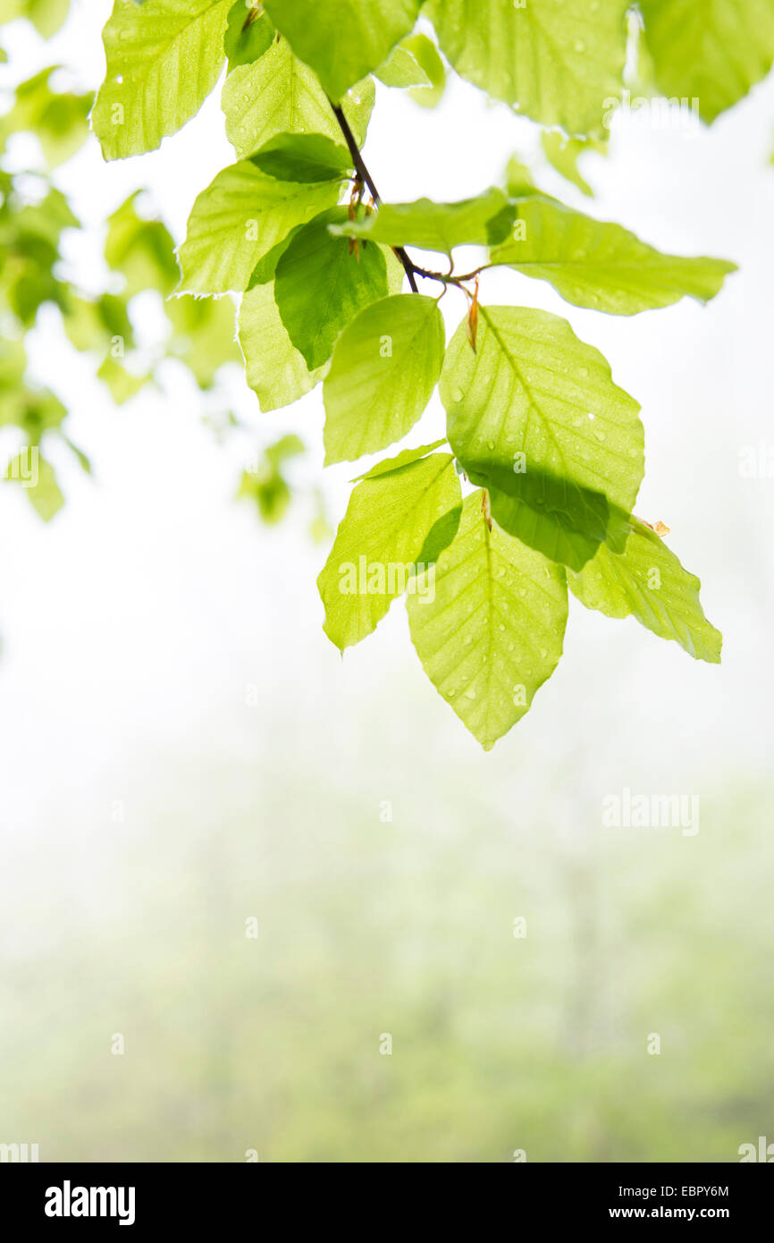 Young beech leaves on branch hi-res stock photography and images - Alamy